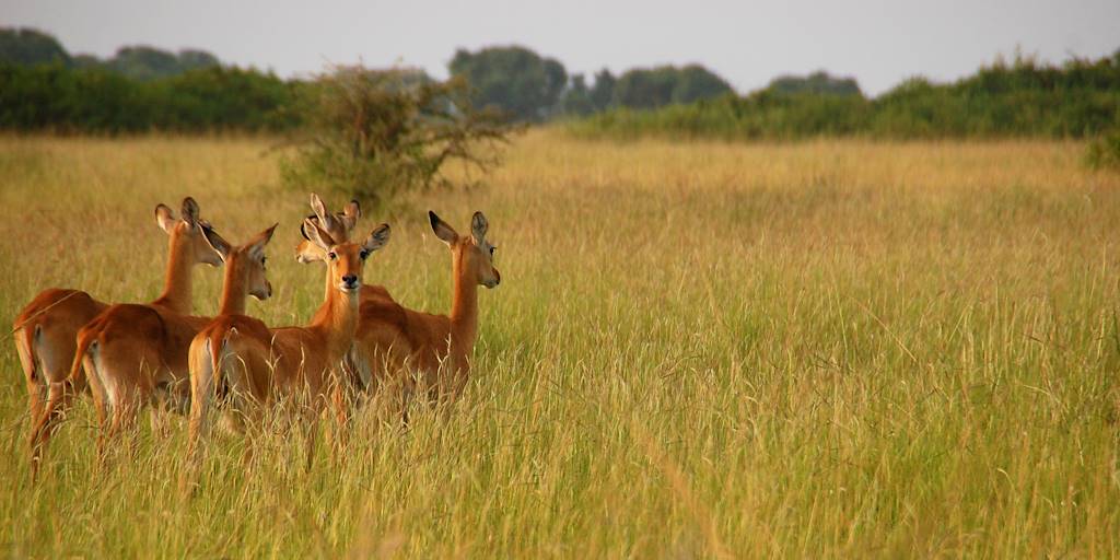 Faune et flore de l'Ouganda | Conseils voyage Ouganda