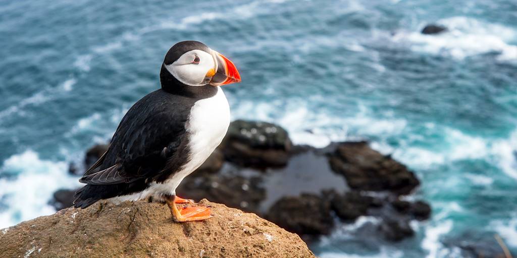 Faune et flore du Canada | Conseils voyage Canada