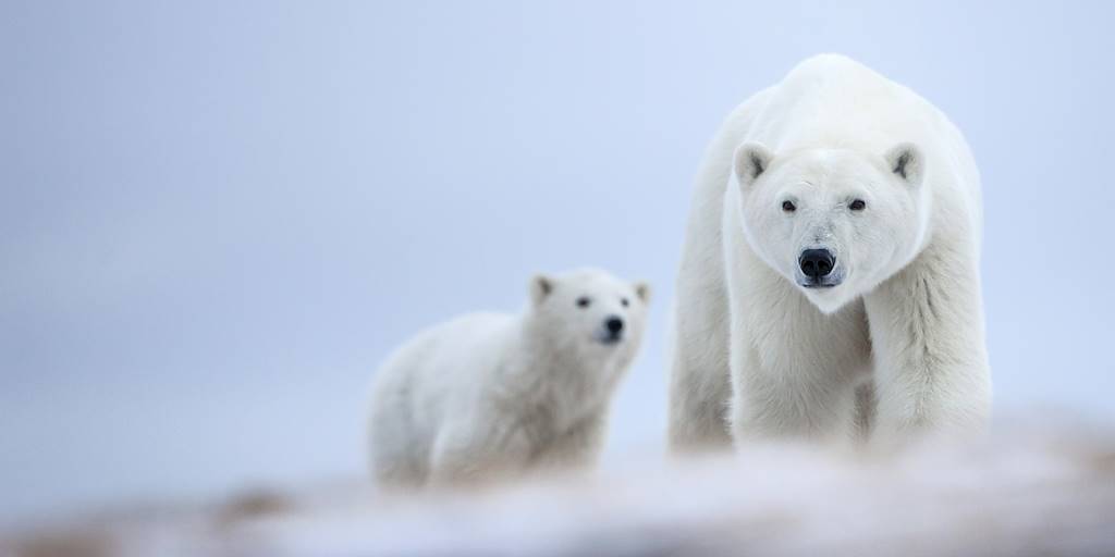 À bouquiner, à regarder… | Conseils voyage Grand Nord canadien