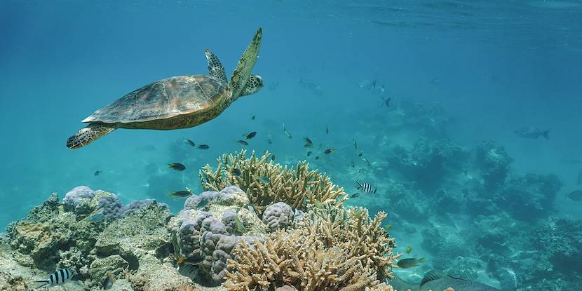 Faune et flore de la Nouvelle-Calédonie | Conseils voyage Nouvelle-Calédonie