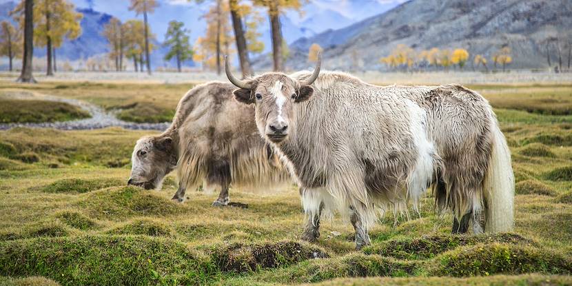 Faune et flore de la Mongolie | Conseils voyage Mongolie
