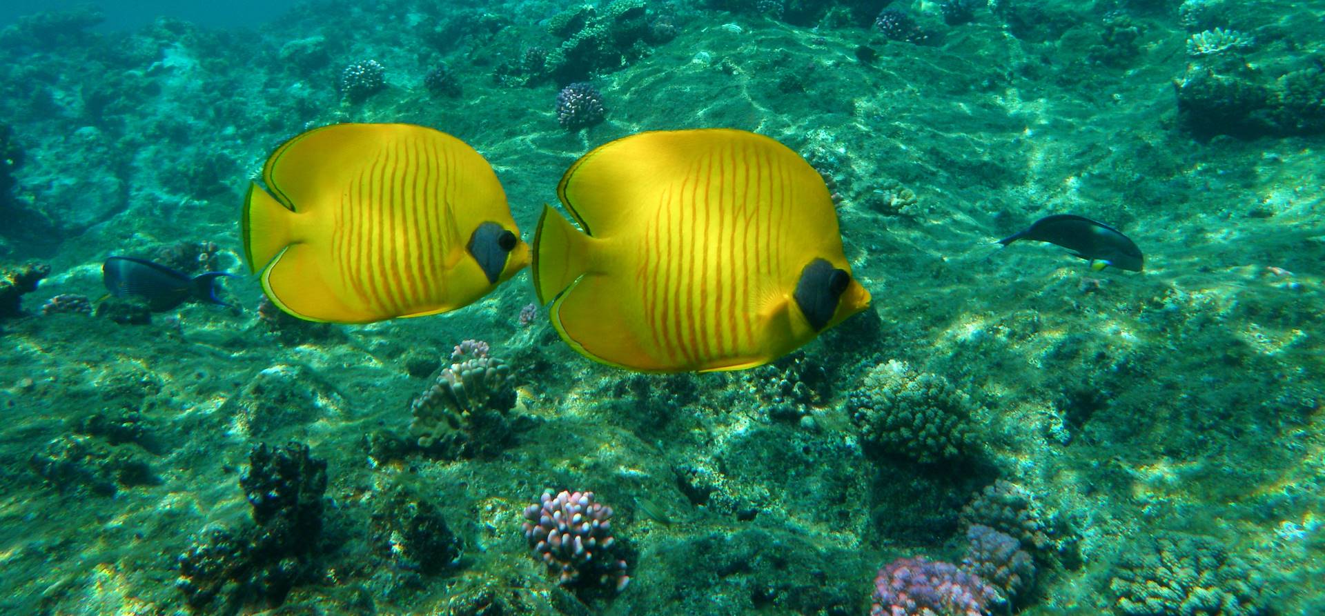 Voyage Parc marin de Blue Bay | Île Maurice | Séjours et Circuits sur ...