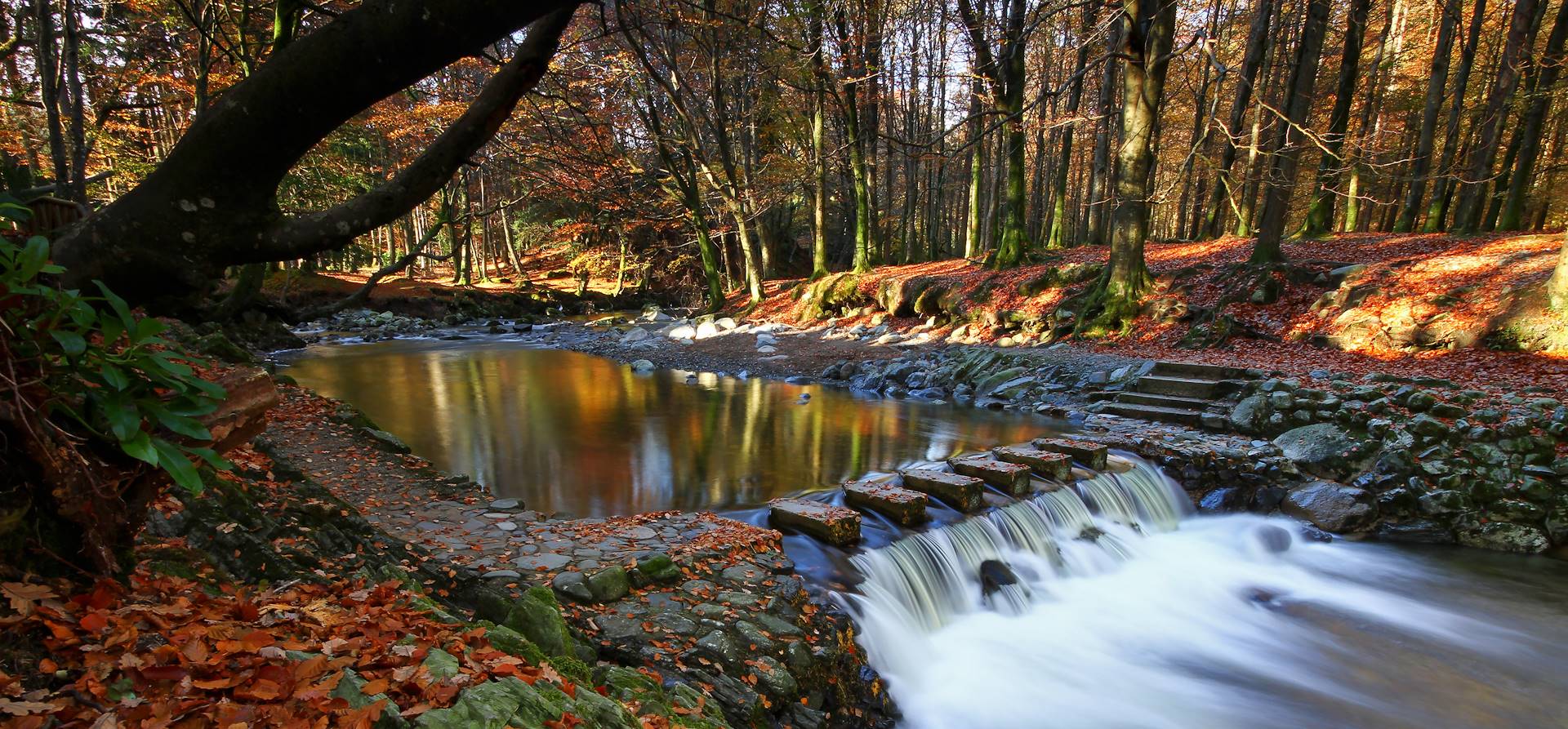 Voyage Tollymore Forest Park | Irlande