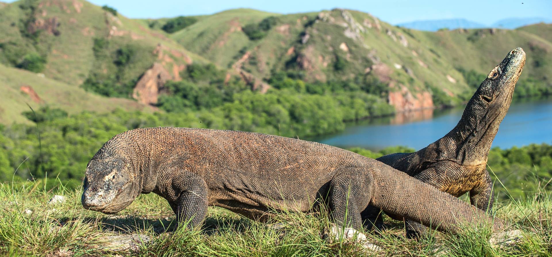 Voyage Rinca | Indonésie