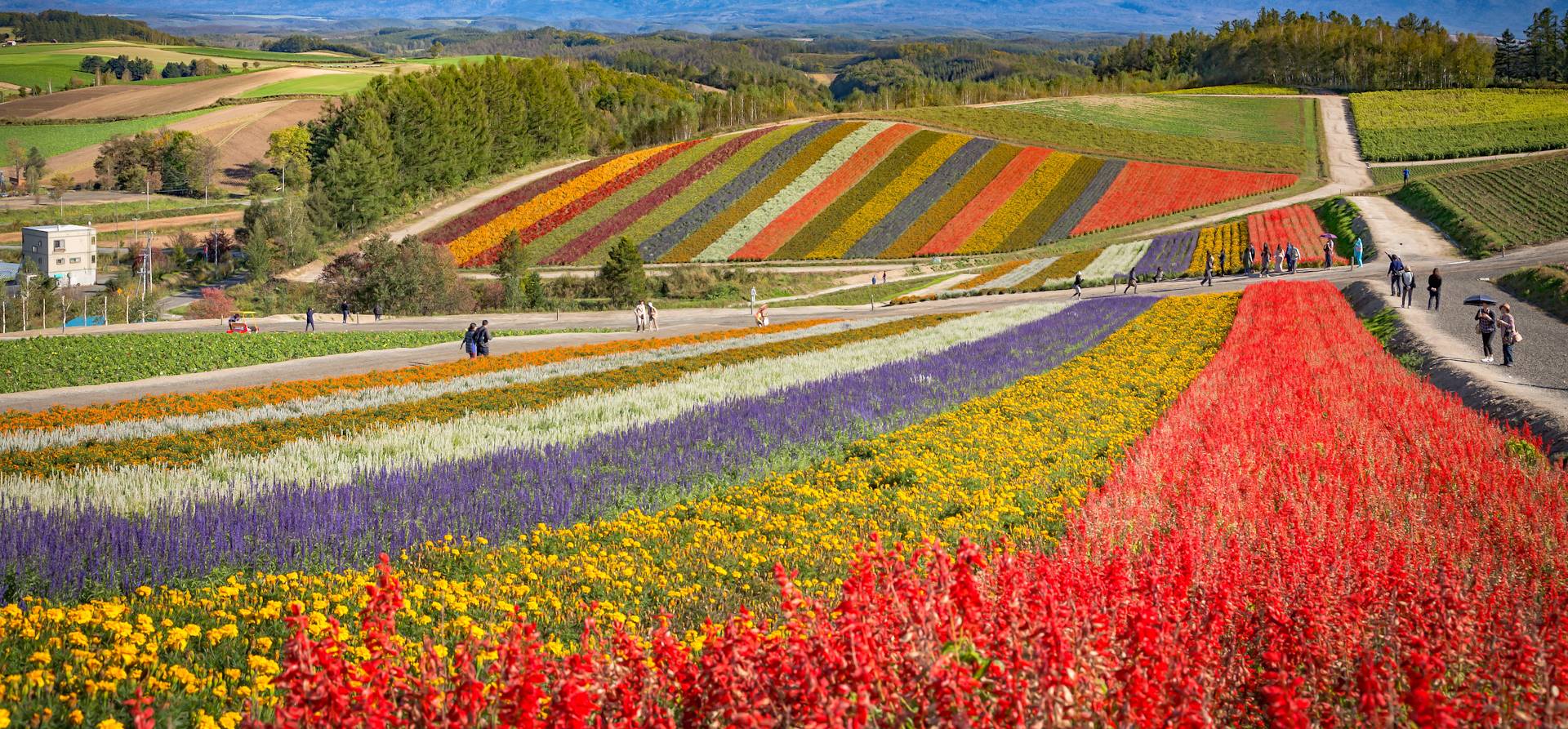 Voyage Furano | Japon